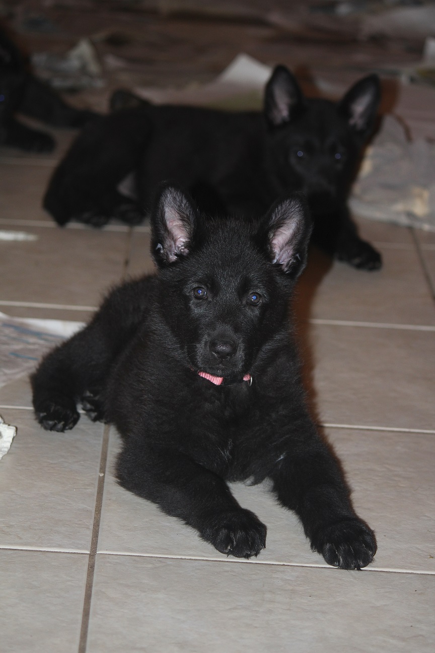 German Shepherd Breeders in Michigan