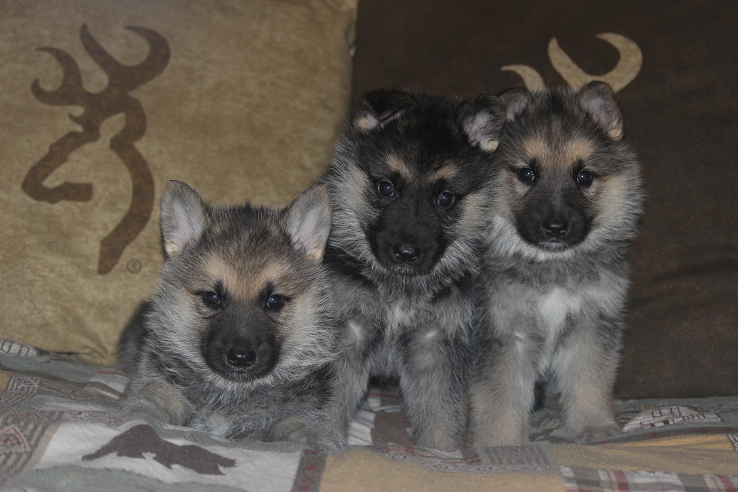 German Shepherd Breeders Michigan