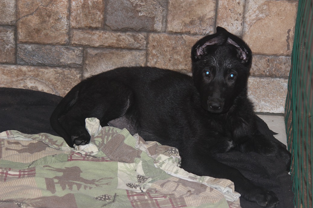 German Shepherd Breeders Michigan