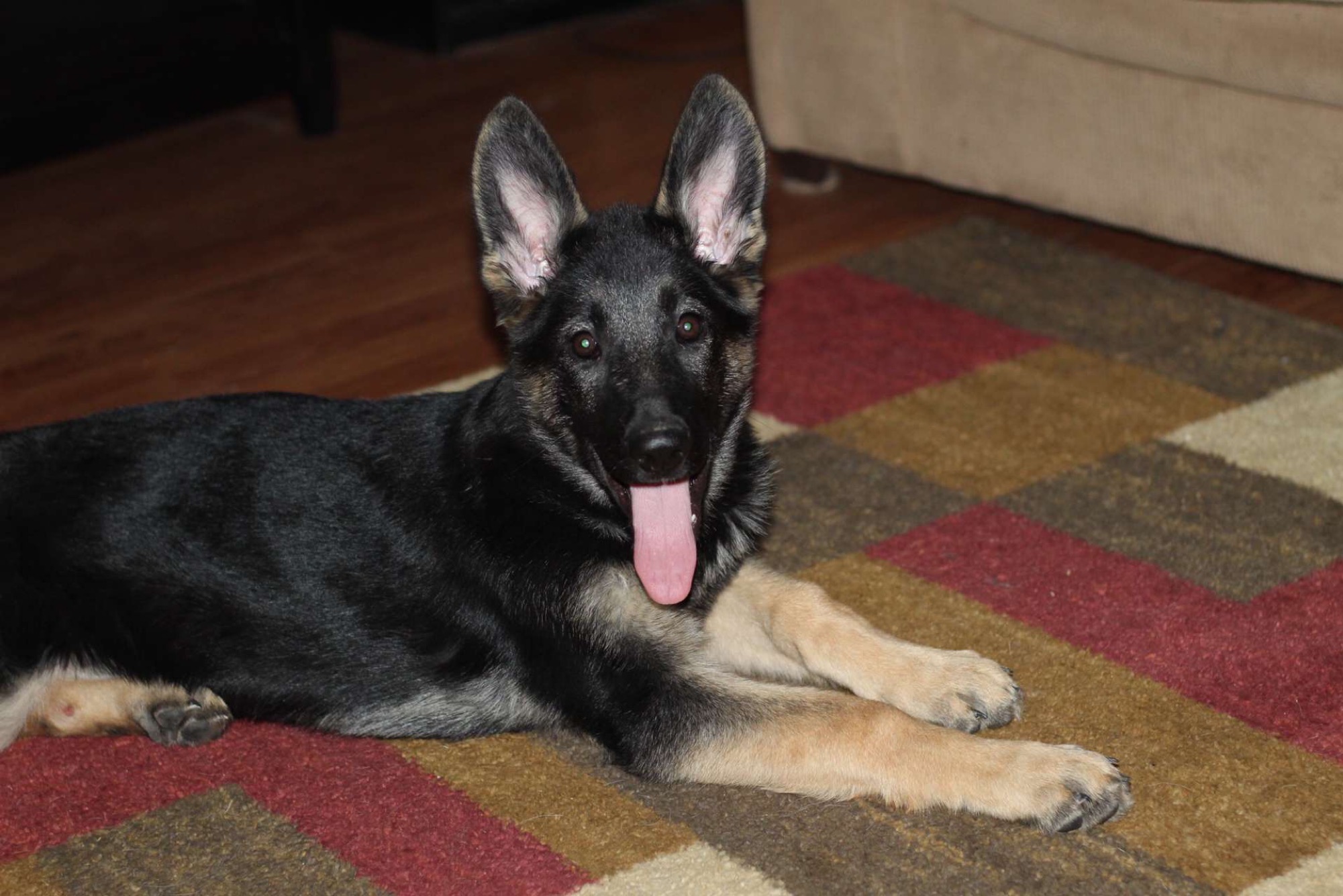 German Shepherd Breeders Michigan