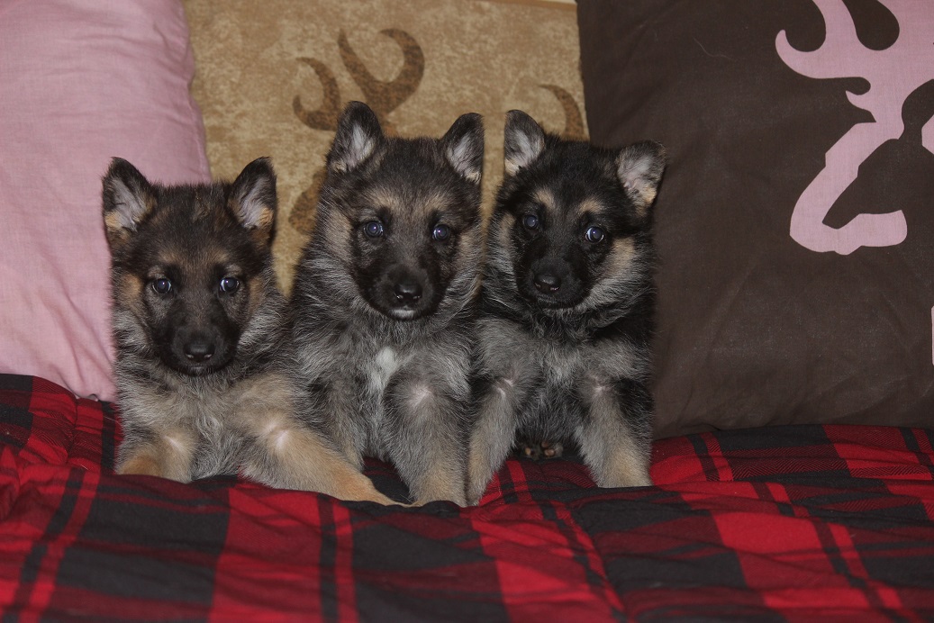 German Shepherd Breeders Michigan
